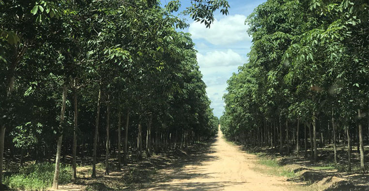 Company Profile – Lyhour Group