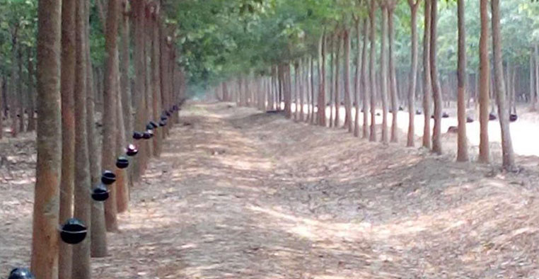 Company Profile – Lyhour Group