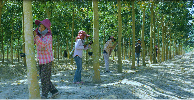 Company Profile – Lyhour Group