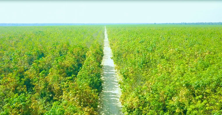 Company Profile – Lyhour Group